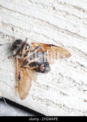 Club-horned Sawflies (Cimbicidae Stock Photo - Alamy