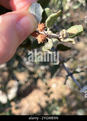 (Ceanothus crassifolius crassifolius Stock Photo - Alamy