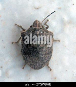 Tortoise Shieldbugs (Hotea Stock Photo - Alamy