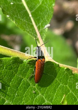 Ampedus pomorum Click beetle on scots pine Stock Photo - Alamy