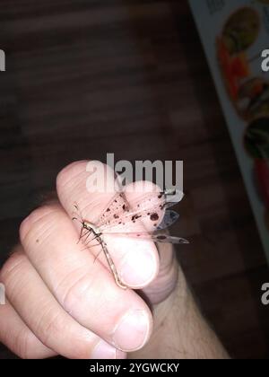 Eastern Spotted-winged Antlion (Dendroleon obsoletus Stock Photo - Alamy
