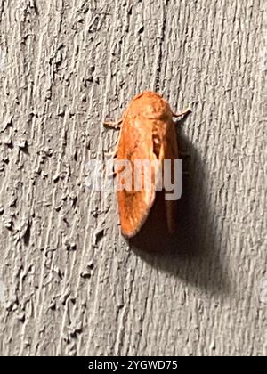 Red-Crossed Button Slug (Tortricidia pallida Stock Photo - Alamy
