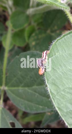 Stalk Borer Moth (Papaipema nebris Stock Photo - Alamy
