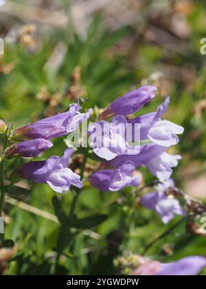 Bush Penstemon (Penstemon fruticosus Stock Photo - Alamy