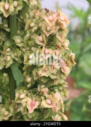Greek Dock (Rumex cristatus Stock Photo - Alamy