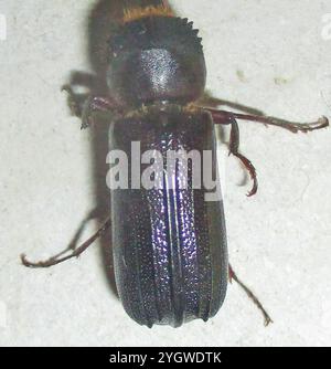 Auger Beetles (Bostrichidae Stock Photo - Alamy