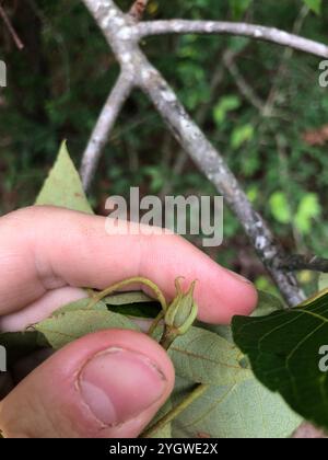 sand hickory (Carya pallida Stock Photo - Alamy