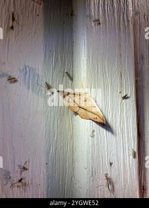 Juniper Geometer Moth (Patalene olyzonaria Stock Photo - Alamy