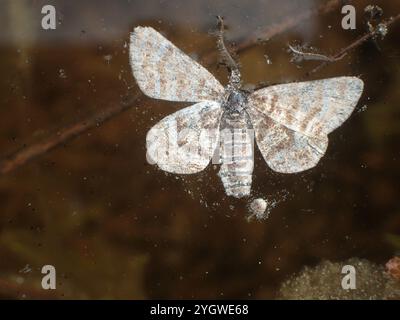 Black-banded Orange Moth (Macaria truncataria Stock Photo - Alamy