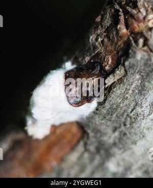 Cottony Maple Scale (Neopulvinaria innumerabilis Stock Photo - Alamy