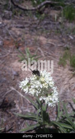 Fireweed Clearwing Moth (Albuna pyramidalis Stock Photo - Alamy