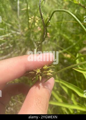 Gulf Coast Swallow-wort (Pattalias paluster Stock Photo - Alamy