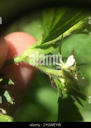 white avens (Geum canadense Stock Photo - Alamy