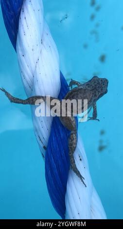 Rio Grande Chirping Frog (Eleutherodactylus campi Stock Photo - Alamy