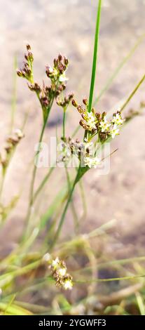 Flattened Rush (Juncus compressus Stock Photo - Alamy