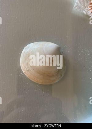 Disk Dosinia (Dosinia discus Stock Photo - Alamy