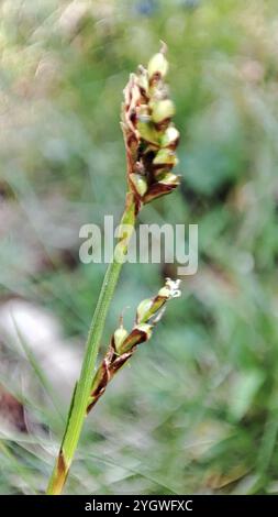 Bird's-foot Sedge (Carex ornithopoda Stock Photo - Alamy