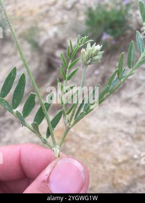 Prairie Milkvetch (Astragalus laxmannii robustior Stock Photo - Alamy