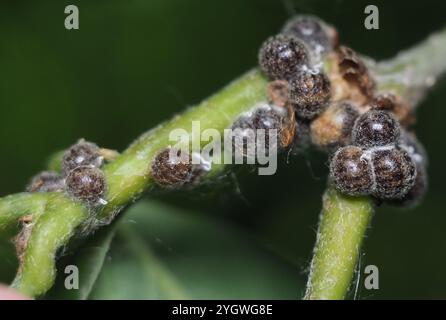 post oak scale (Nanokermes pubescens Stock Photo - Alamy