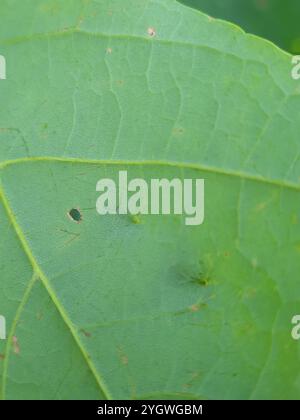 Maple Spindle Gall Mite (Vasates aceriscrumena) Arachnida Stock Photo ...