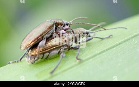 Grooved Leaf Beetle (Donacia semicuprea Stock Photo - Alamy