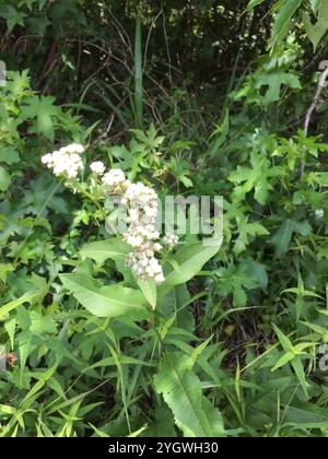 wild quinine (Parthenium integrifolium Stock Photo - Alamy