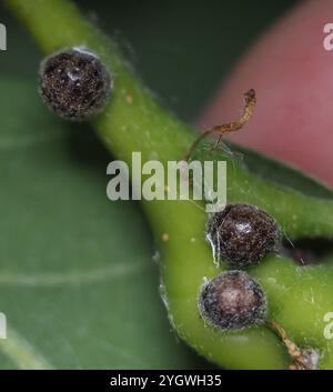post oak scale (Nanokermes pubescens Stock Photo - Alamy
