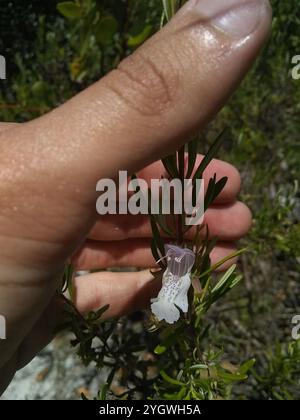 Largeflower False Rosemary (Conradina grandiflora Stock Photo - Alamy