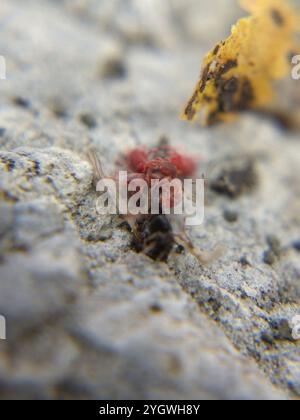 Sidewalk Mites (Balaustium Stock Photo - Alamy