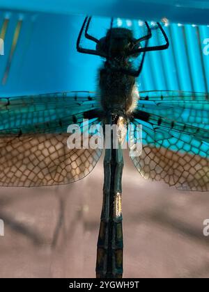 Beaverpond Baskettail (Epitheca canis Stock Photo - Alamy
