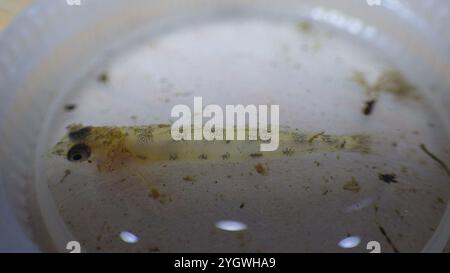 Tessellated Darter (Etheostoma olmstedi Stock Photo - Alamy