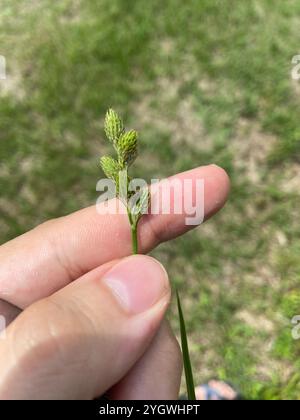Greater Straw Sedge (Carex normalis Stock Photo - Alamy