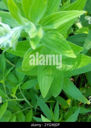 false gromwell (Lithospermum parviflorum Stock Photo - Alamy