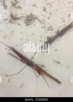 Eurasian Water Stick Insect (Ranatra linearis), Insecta, Bridgwater, UK ...