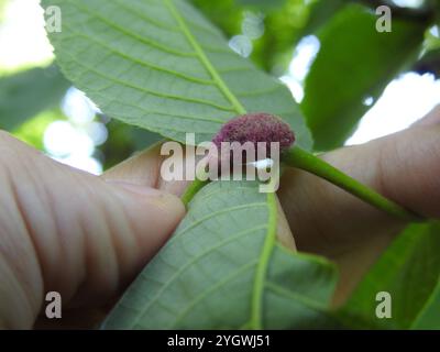 Black Walnut Petiole Gall Mite (Aceria caulis Stock Photo - Alamy
