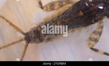 Modest Flat-headed Mayfly (Maccaffertium modestum) Insecta Stock Photo ...