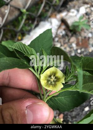 Longleaf Ground-cherry (Physalis longifolia subglabrata Stock Photo - Alamy
