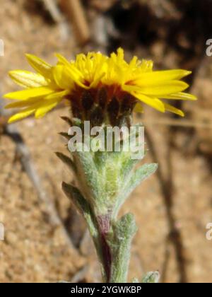 San Francisco lessingia (Lessingia germanorum Stock Photo - Alamy