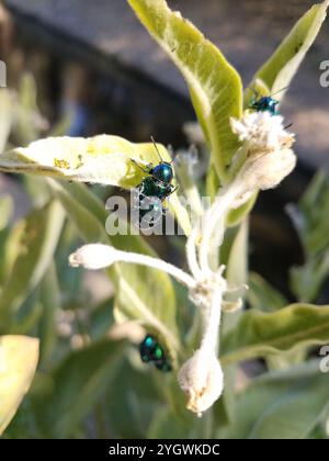 Cobalt Milkweed Beetle (Chrysochus cobaltinus Stock Photo - Alamy