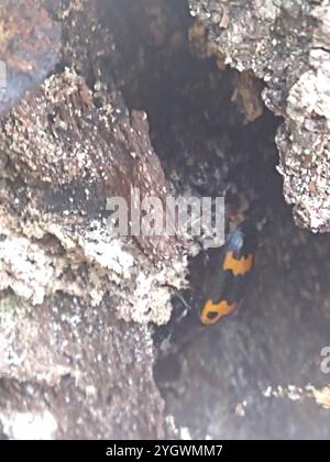 Red-banded Fungus Beetle (Megalodacne fasciata Stock Photo - Alamy