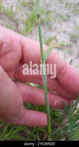 common soft brome (Bromus hordeaceus), Plantae, Hampshire, UK, Lifeboat ...