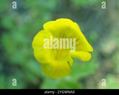 musk monkeyflower (Erythranthe moschata Stock Photo - Alamy