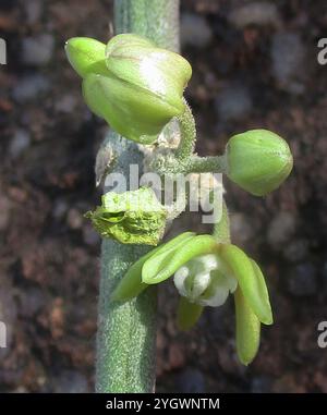 Caustic Vine (Cynanchum viminale Stock Photo - Alamy