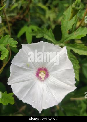 Alamo vine (Distimake dissectus Stock Photo - Alamy