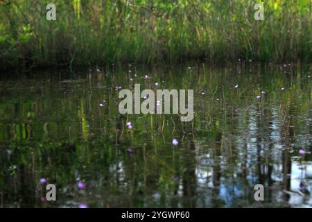 Purple Bladderwort (Utricularia purpurea Stock Photo - Alamy