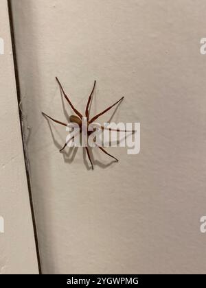 Rocky Canyon Spiders (Titiotus Stock Photo - Alamy
