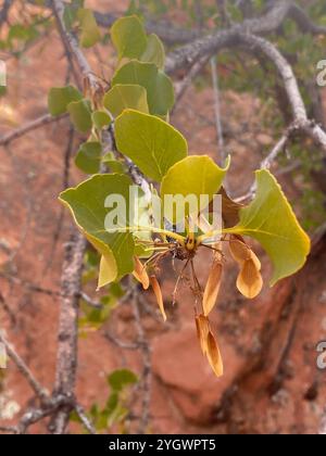 single-leaf ash (Fraxinus anomala) Plantae Stock Photo - Alamy
