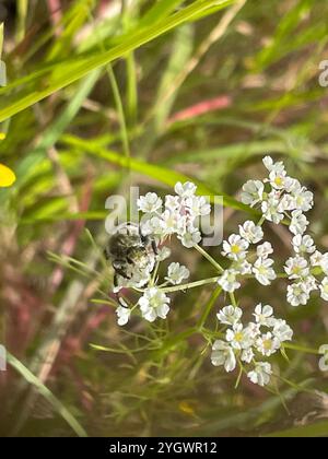 Texas Flower Scarab (Trichiotinus texanus Stock Photo - Alamy