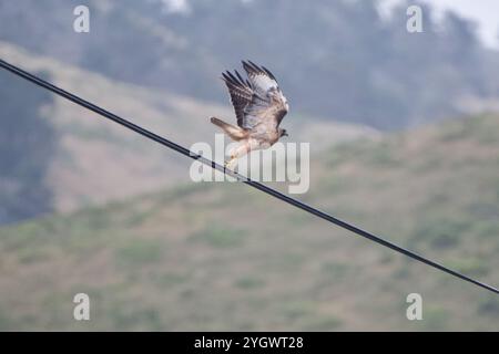 Western Red-tailed Hawk (Buteo jamaicensis calurus) Aves Stock Photo ...