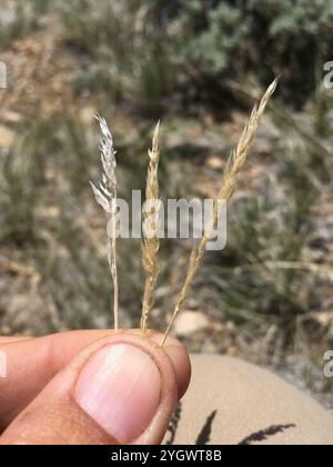 Pine bluegrass (Poa secunda Stock Photo - Alamy